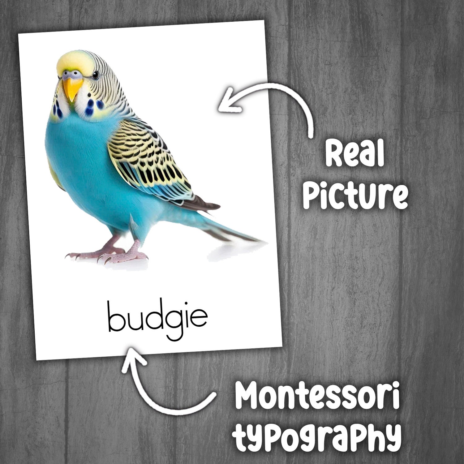 Birds Flashcards | Types of Birds 3-PART Cards | REAL PICTURES | All ...
