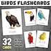 Birds Flashcards | Types of Birds 3-PART Cards | REAL PICTURES | All ...