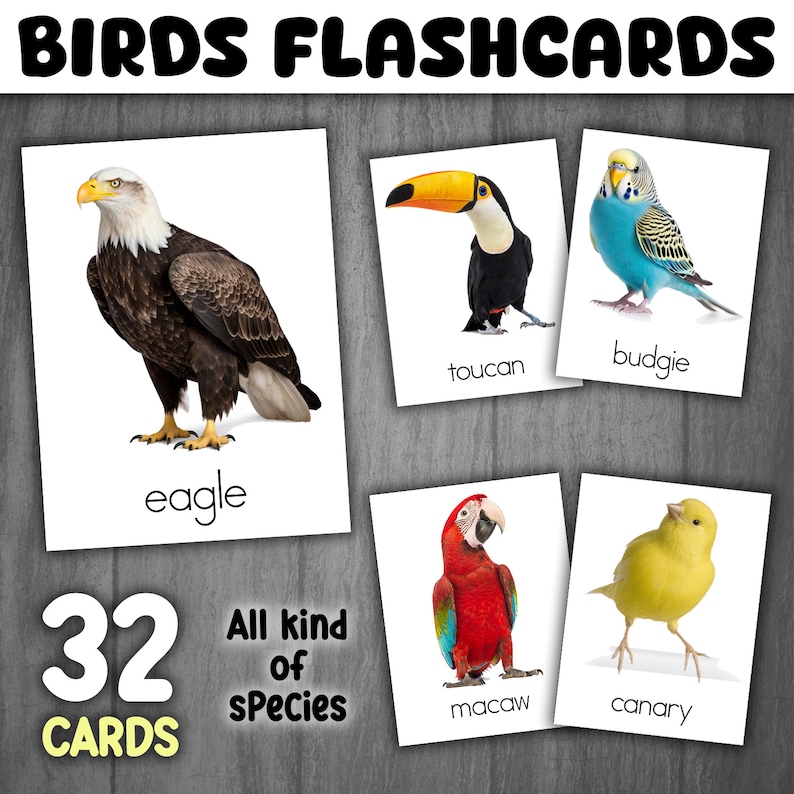 Birds Flashcards Types of Birds 3-PART Cards REAL PICTURES All About ...