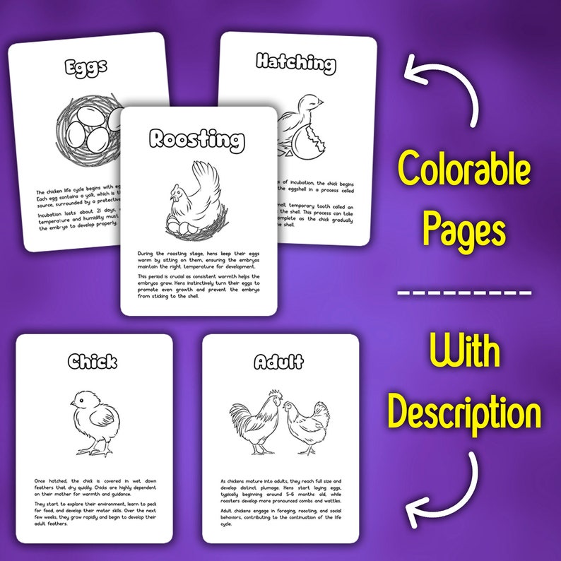 Chicken Life Cycle Coloring Pages | Life Cycle of the Chicken Activity ...