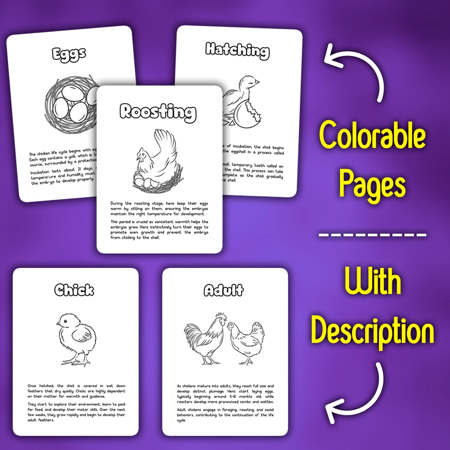 Chicken Life Cycle Coloring Pages | Life Cycle of the Chicken Activity ...