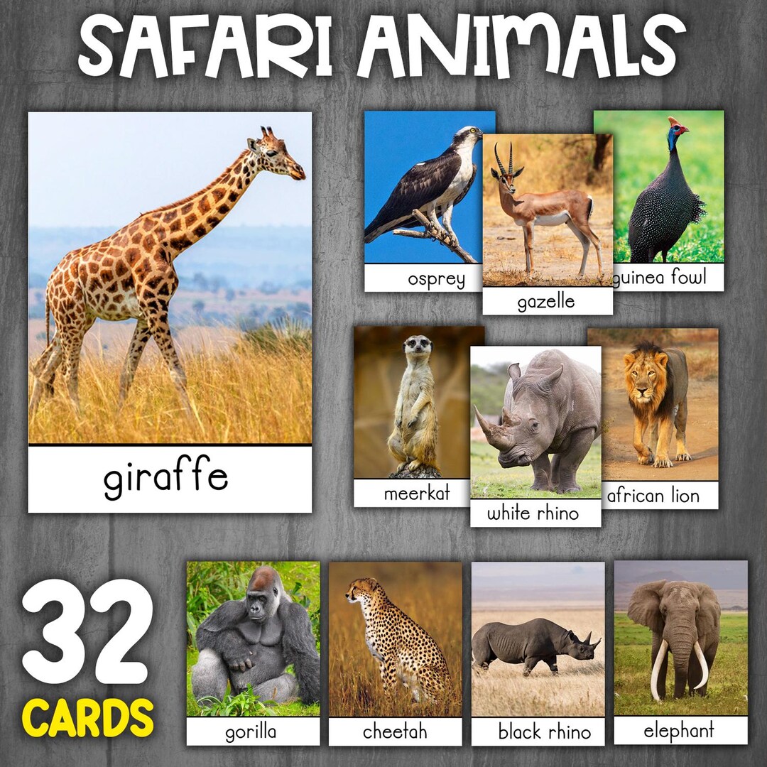 Safari Animals Flashcards | Real Pictures | Montessori 3-part Cards ...