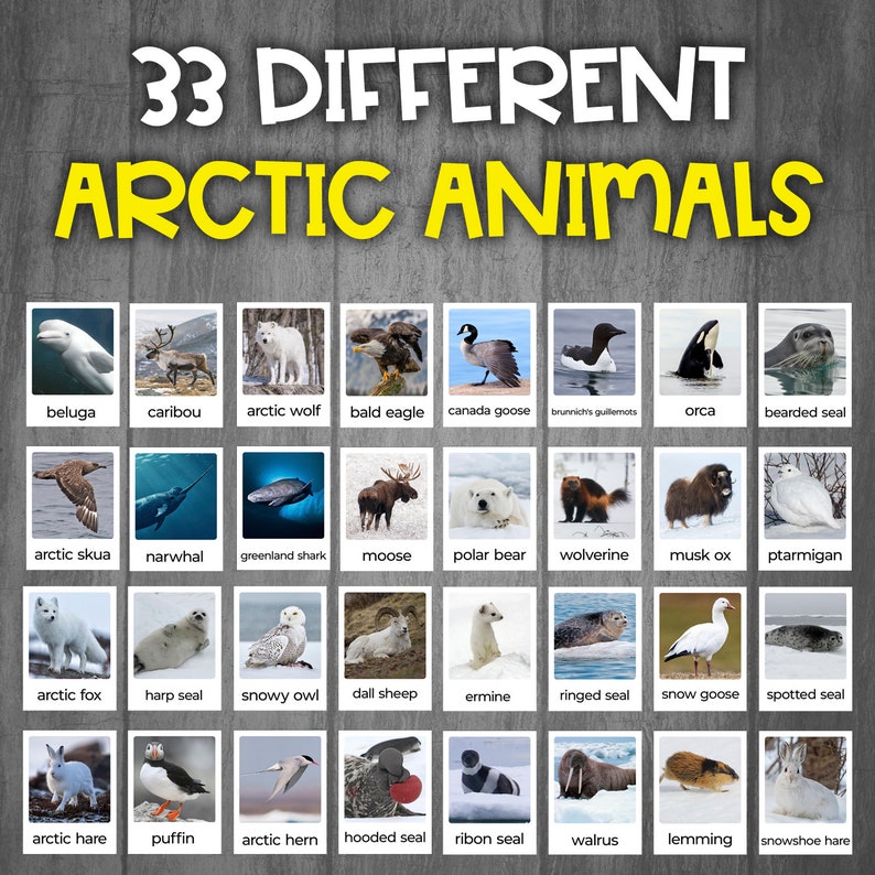 Arctic Animals Flashcards | Montessori 3-part Cards | Real Pictures ...