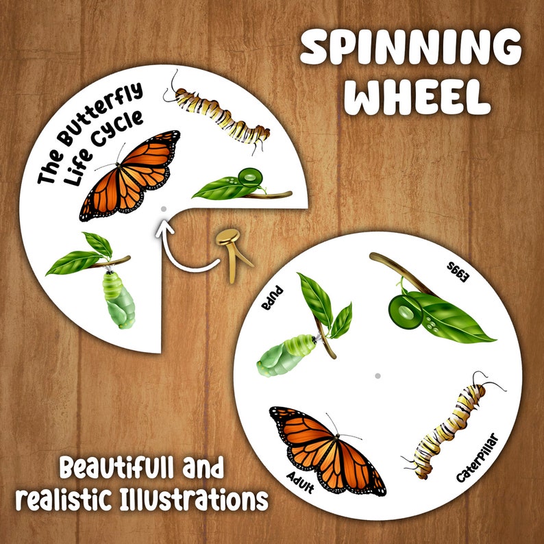 Butterfly Life Cycle Activity for Kids | Butterfly Craft Printable ...
