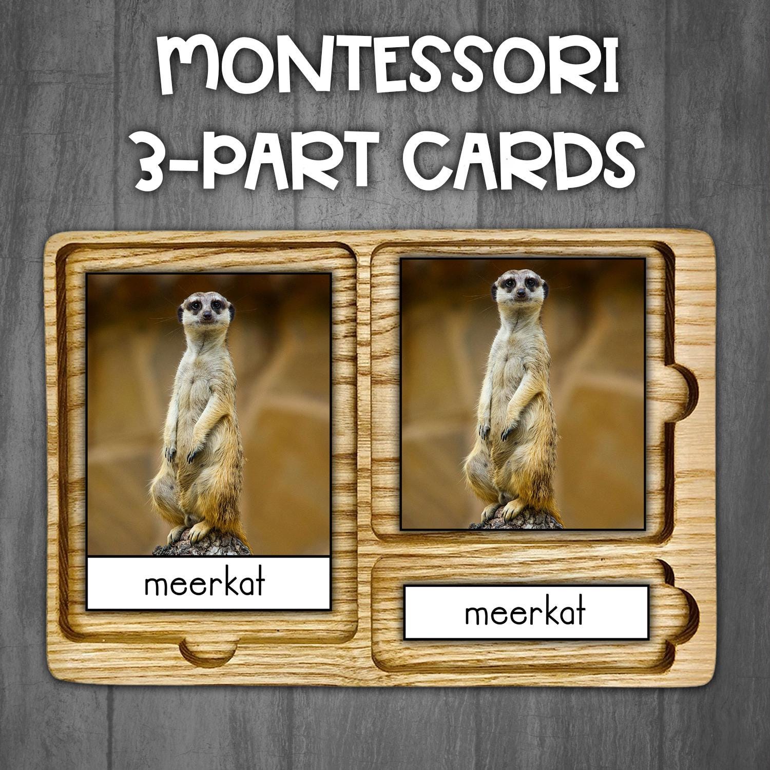 Safari Animals Flashcards Real Pictures Montessori 3-part Cards Savanna ...