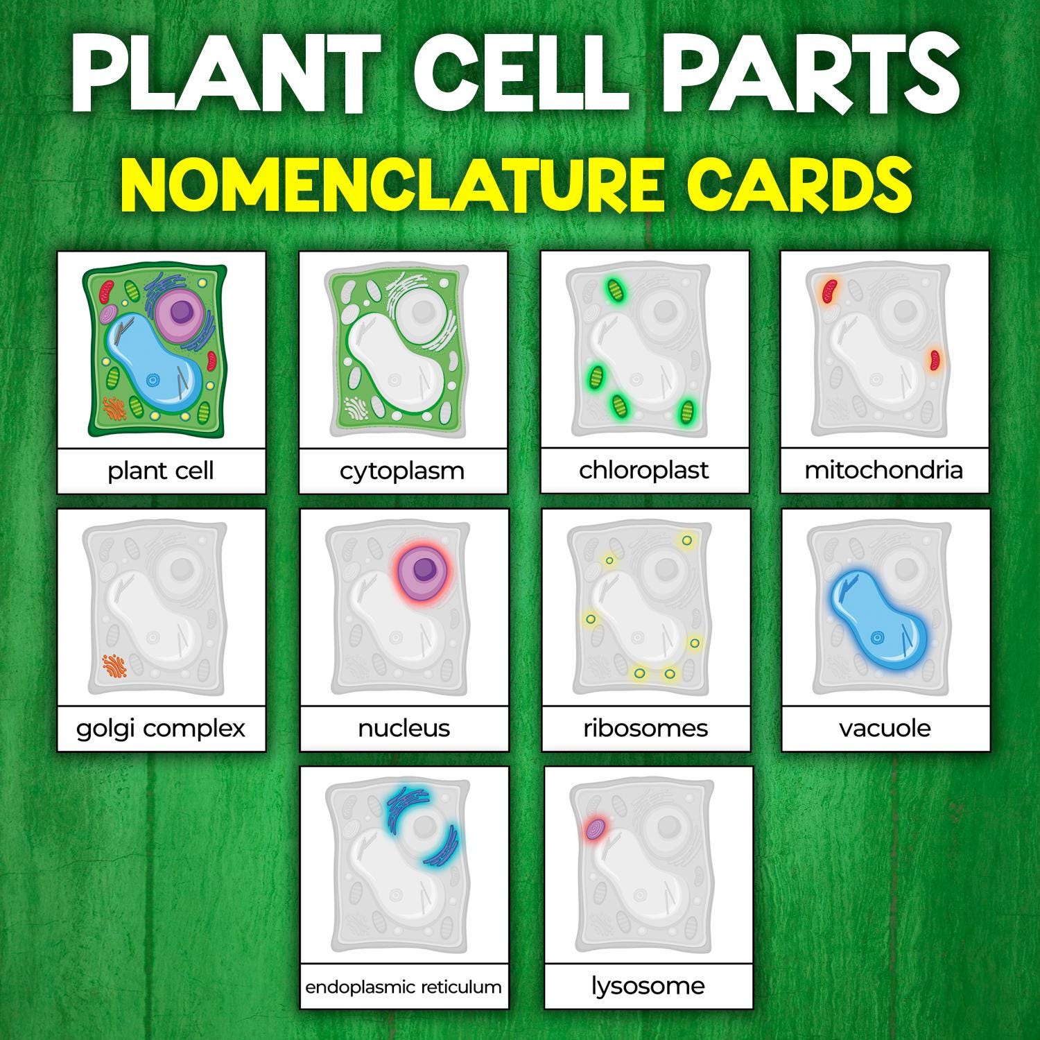 Plant Cell Parts | Montessori Nomenclature Cards | Flashcards | 3 Part ...