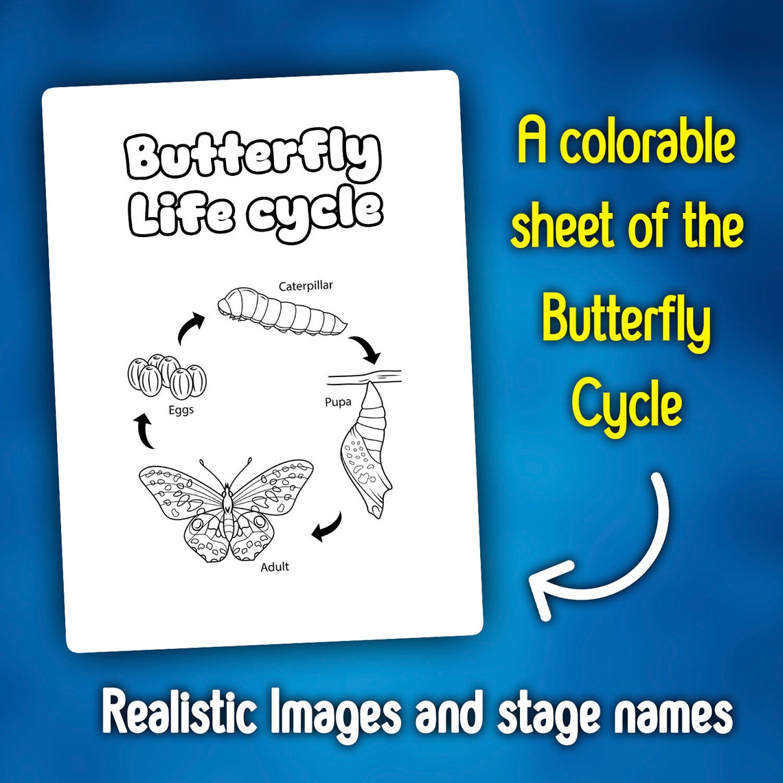 Butterfly Life Cycle Coloring Pages | Life Cycle of Butterfly Coloring ...