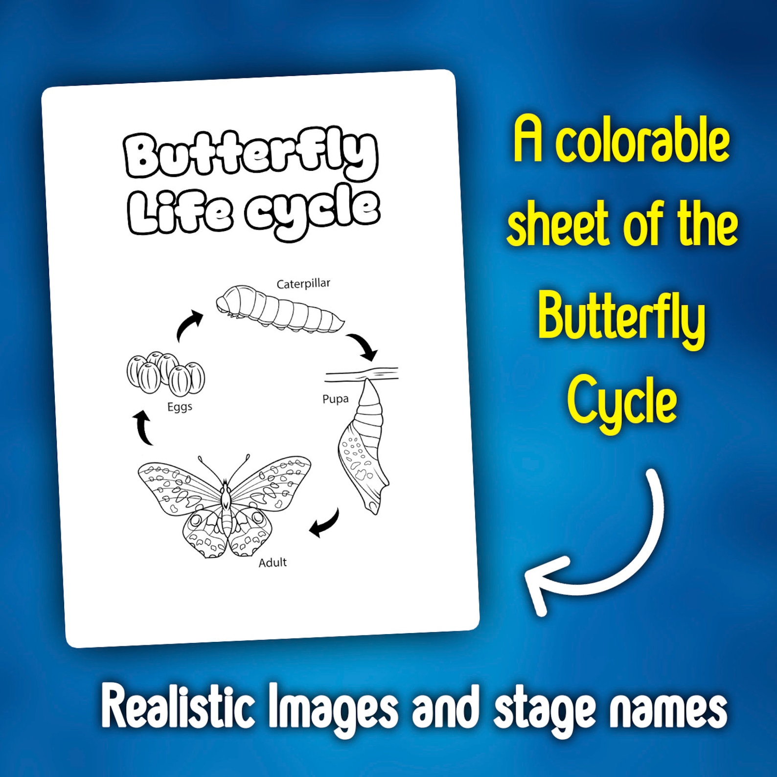 Butterfly Life Cycle Coloring Pages | Life Cycle of Butterfly Coloring ...