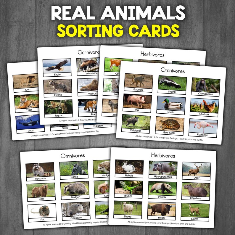 Herbivore, Carnivore, Omnivore Matching Activity Sorting Cards ...