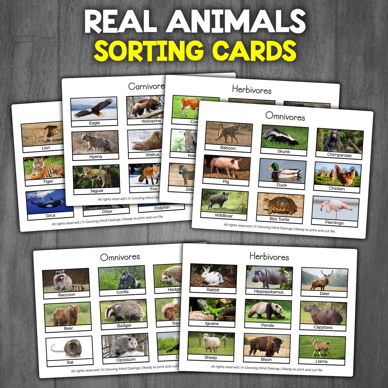 Herbivore, Carnivore, Omnivore Matching Activity Sorting Cards Animals ...