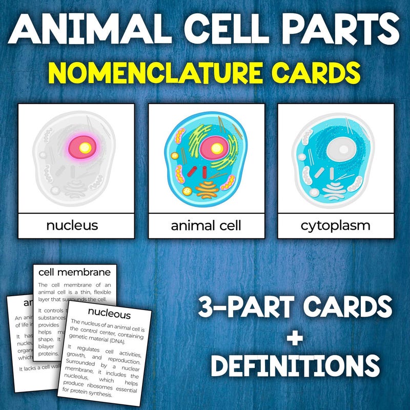 Animal Cell Montessori - Etsy