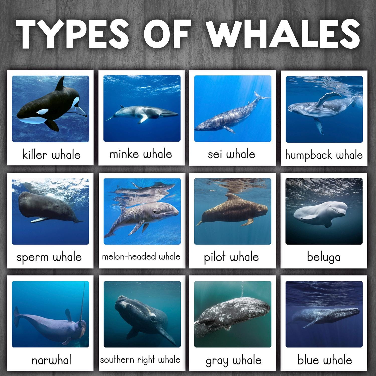 Types of Whales Montessori 3-part Cards | Whales Flashcards | Sea ...