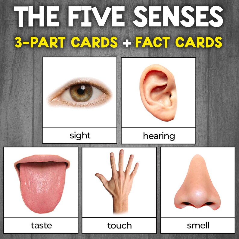 Five Senses 3-part Cards | Five Senses Montessori Activity | 5 Senses ...