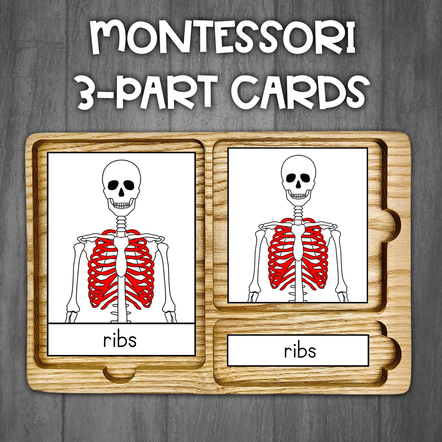 Human Bones Flashcards | Skeleton Flashcards | Human Anatomy Flashcards ...