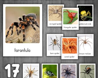 Montessori 3 Part Cards- Parts of a Spider - Etsy