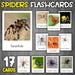 Animals Skeletons X-ray Matching Flash Cards | a Set of 24 Cards to ...