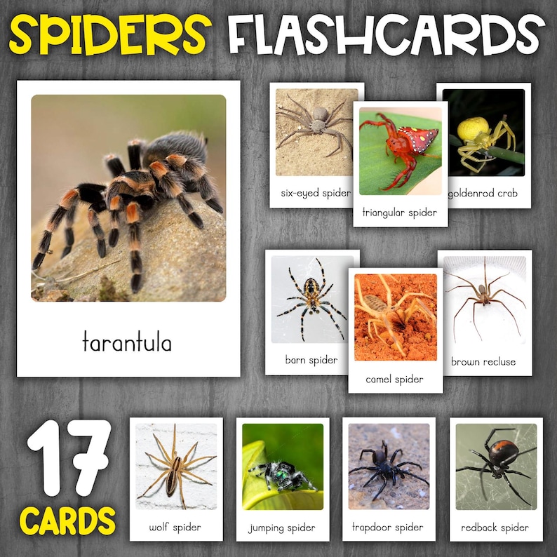 Types of Spiders Flashcards | Real Pictures | Montessori 3-part Cards ...