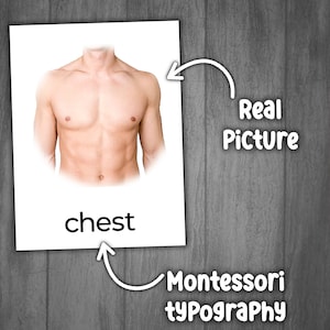 Body Part Flashcards | Real Pictures | Montessori 3-part Cards | Parts ...