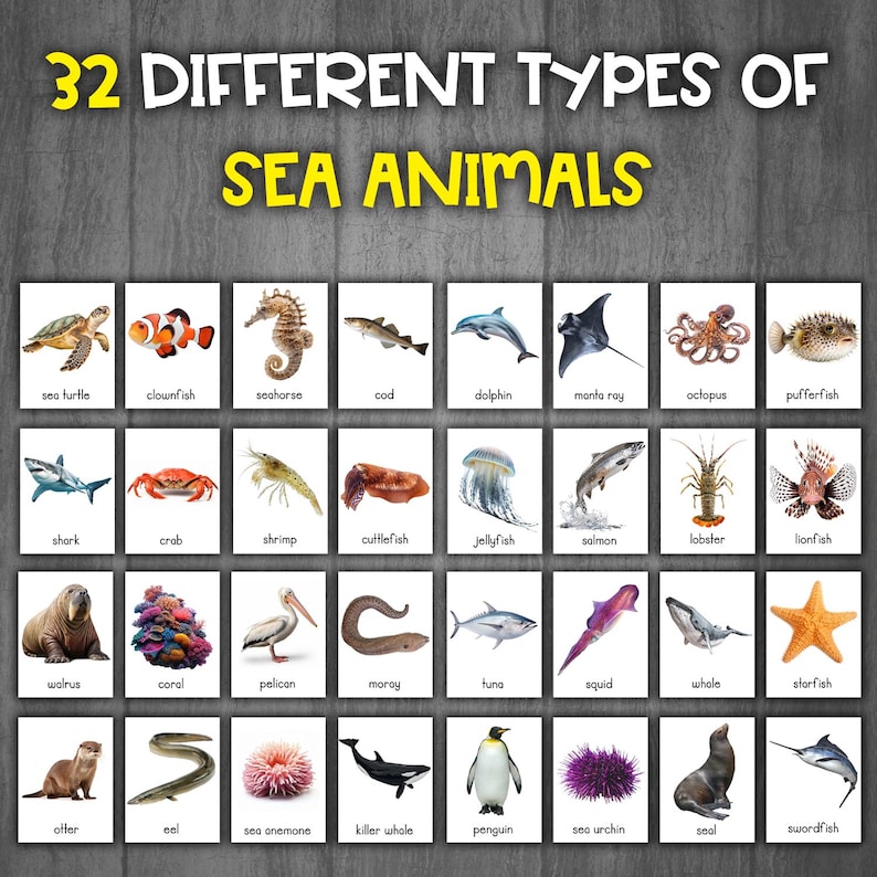 Ocean Animals Flashcards | Sea Animal Flashcards | Real Pictures ...