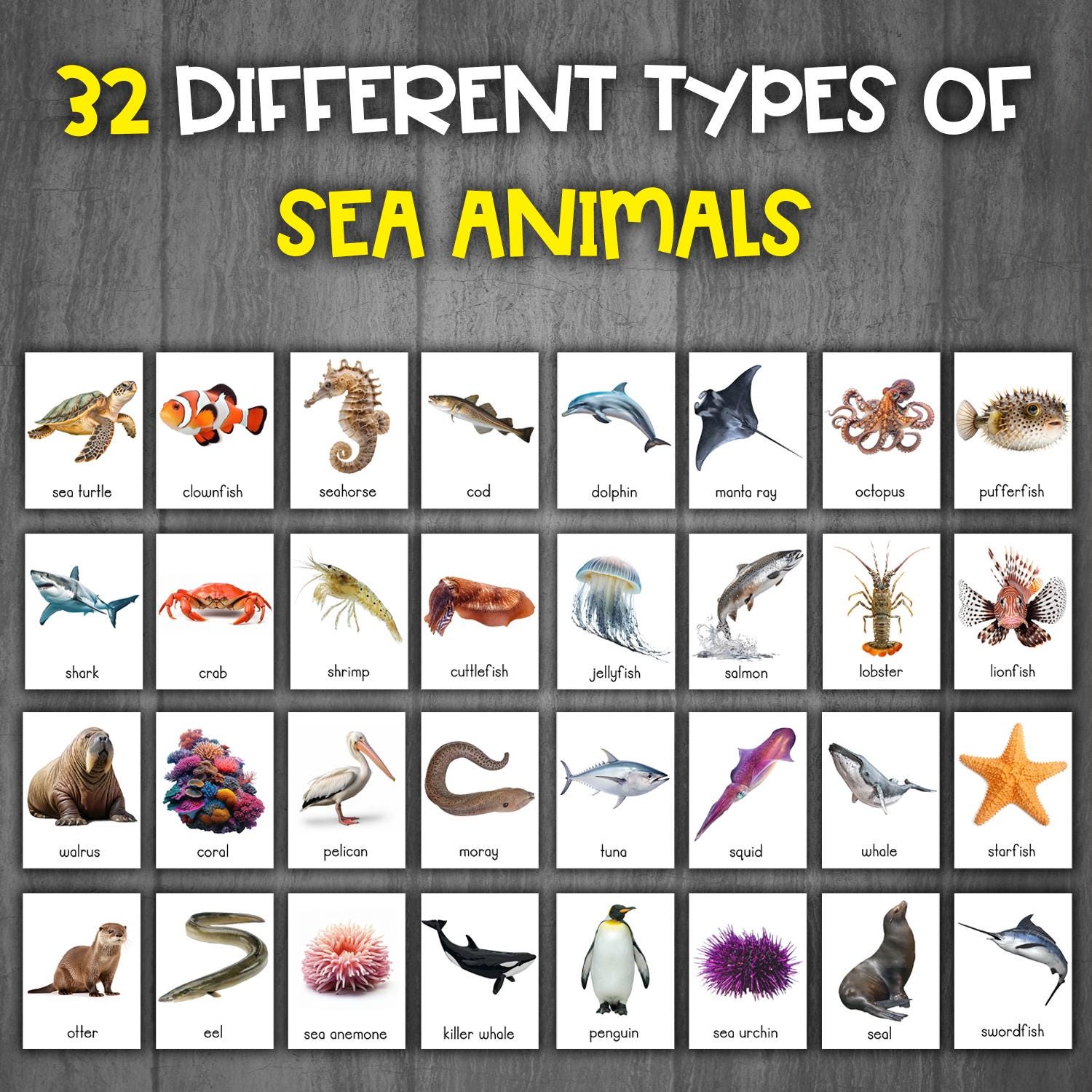 Ocean Animals Flashcards | Sea Animal Flashcards | Real Pictures ...