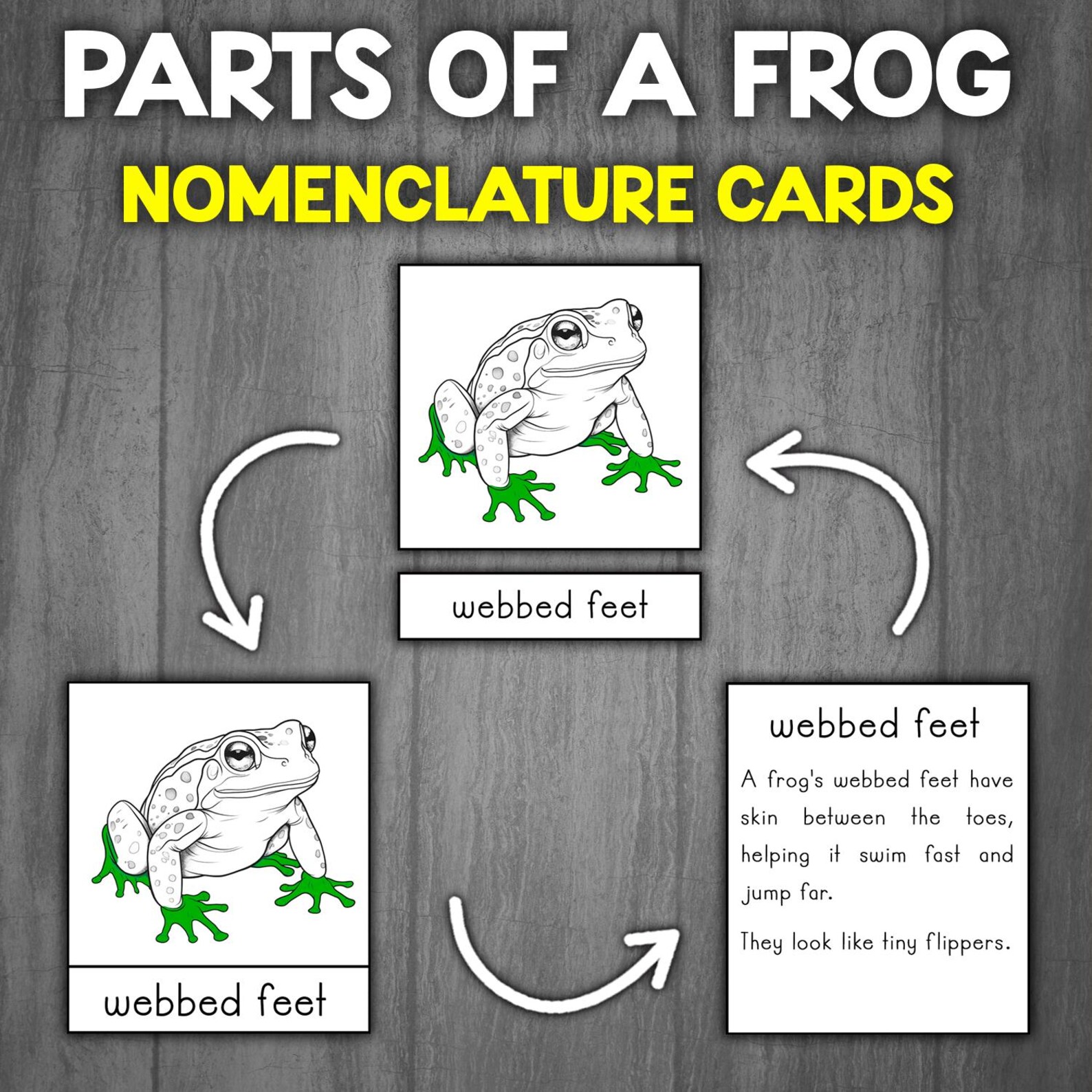 Parts of a Frog 3-part Cards | Montessori Nomenclature Cards | Frog ...