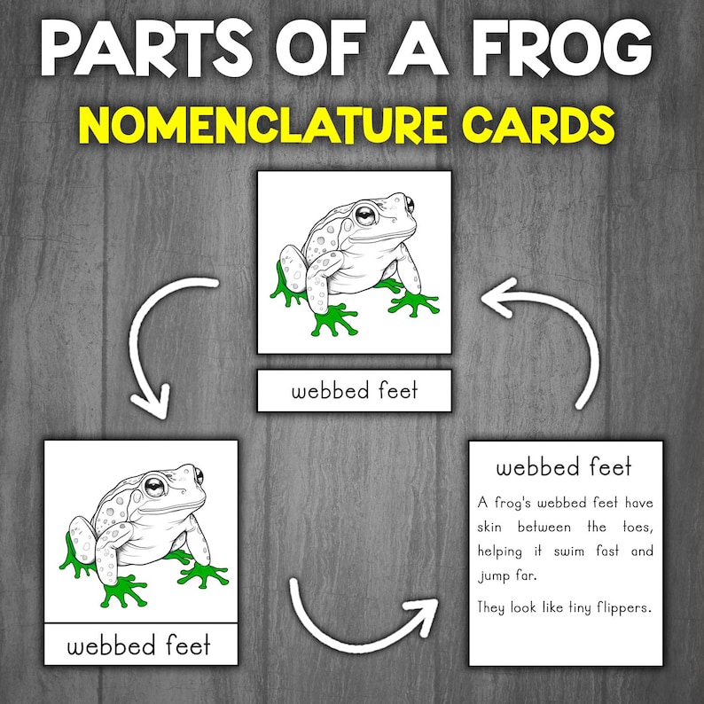 Parts of a Frog 3-part Cards Montessori Nomenclature Cards Frog Anatomy ...