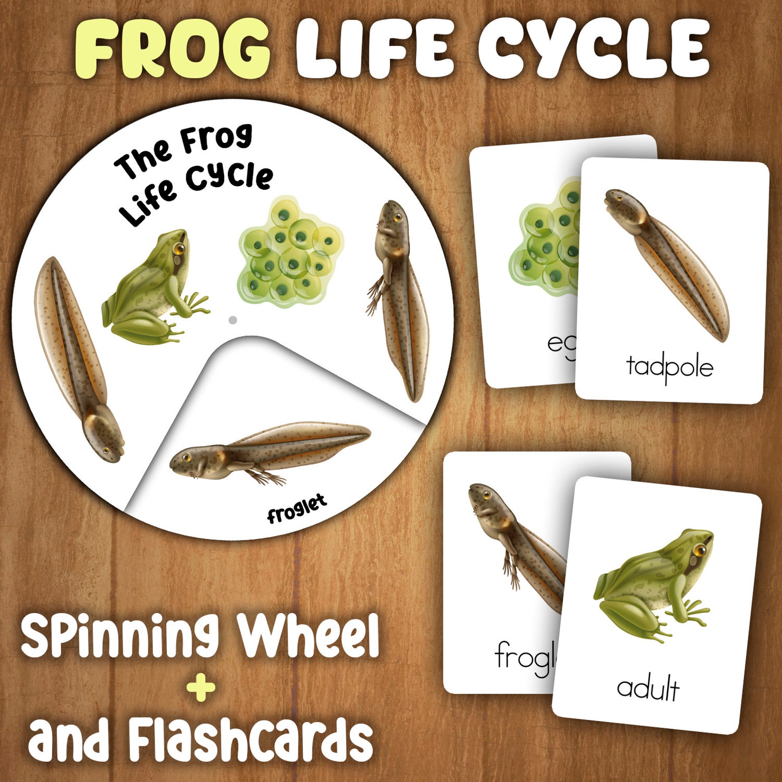 Frog Life Cycle Craft (spinning Wheel) + Frog Life Cycle Flashcards ...