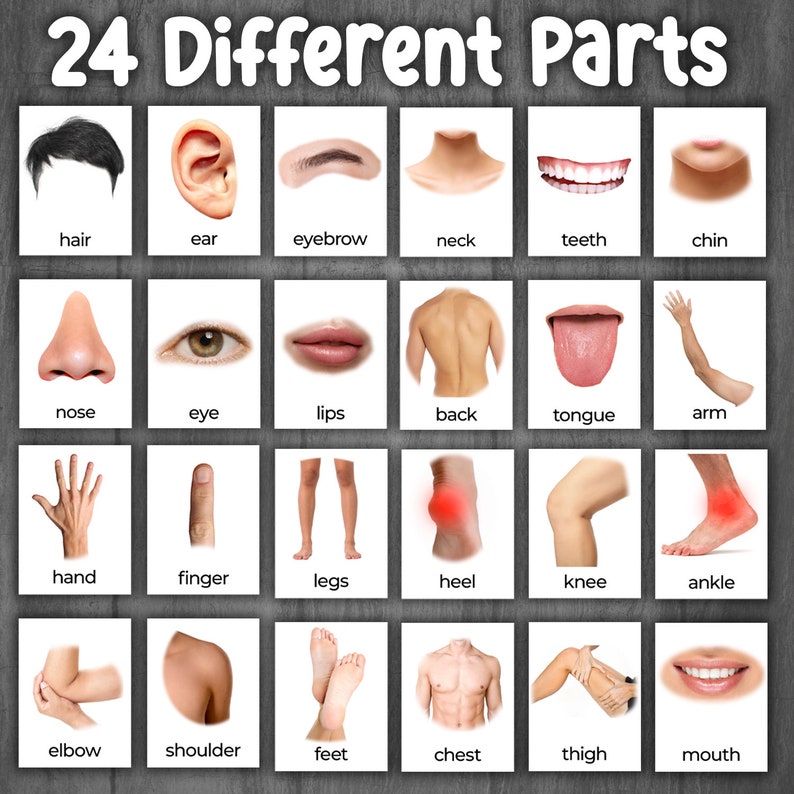 Body Part Flashcards | Real Pictures | Montessori 3-part Cards | Parts ...