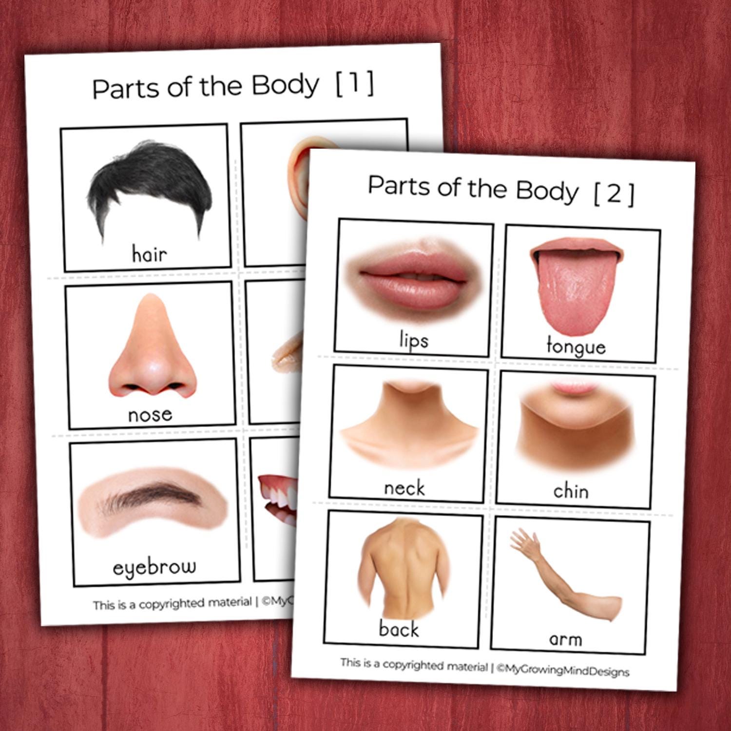 Body Parts Vocabulary Flashcards Picture Cards for Special Education ...