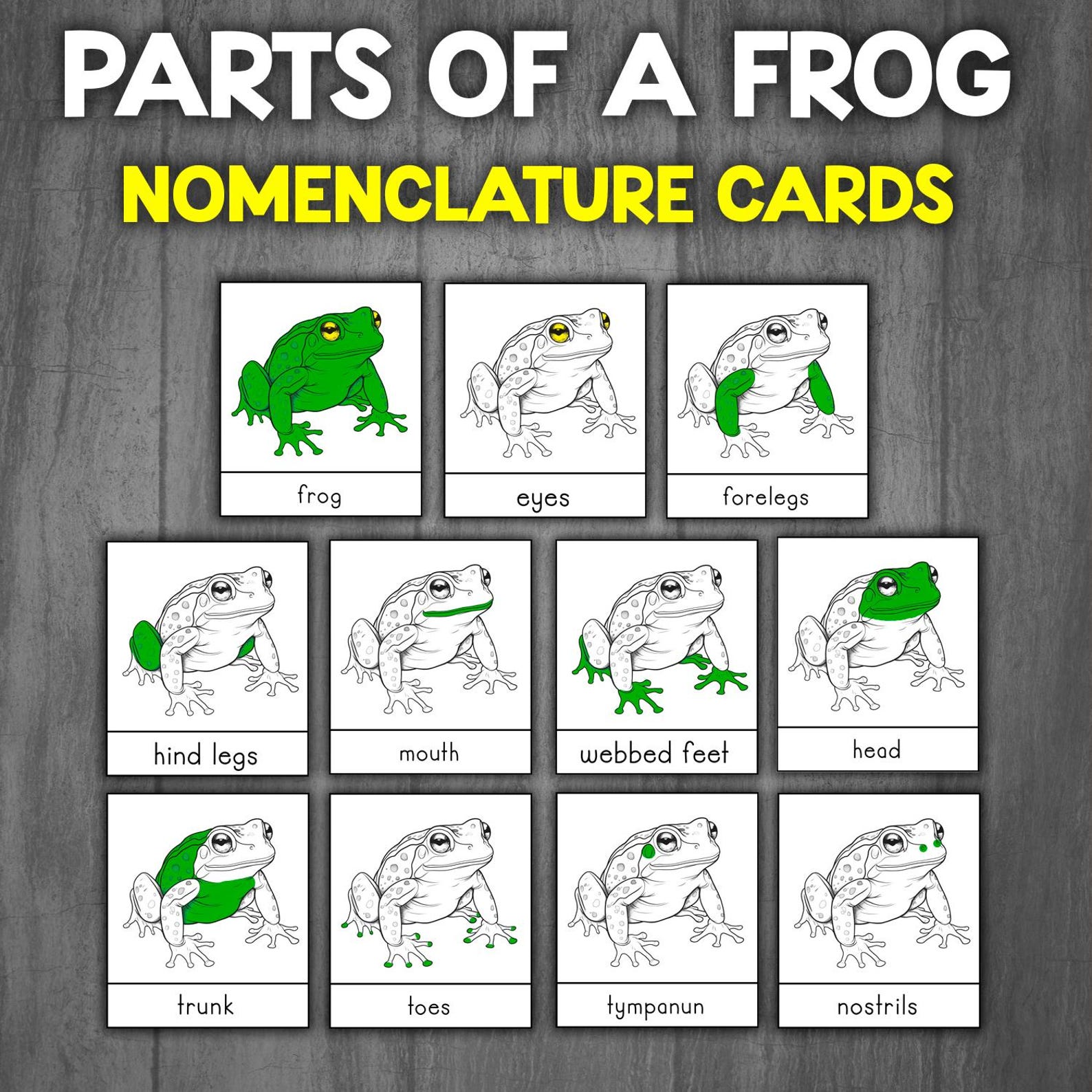 Parts of a Frog 3-part Cards Montessori Nomenclature Cards Frog Anatomy ...
