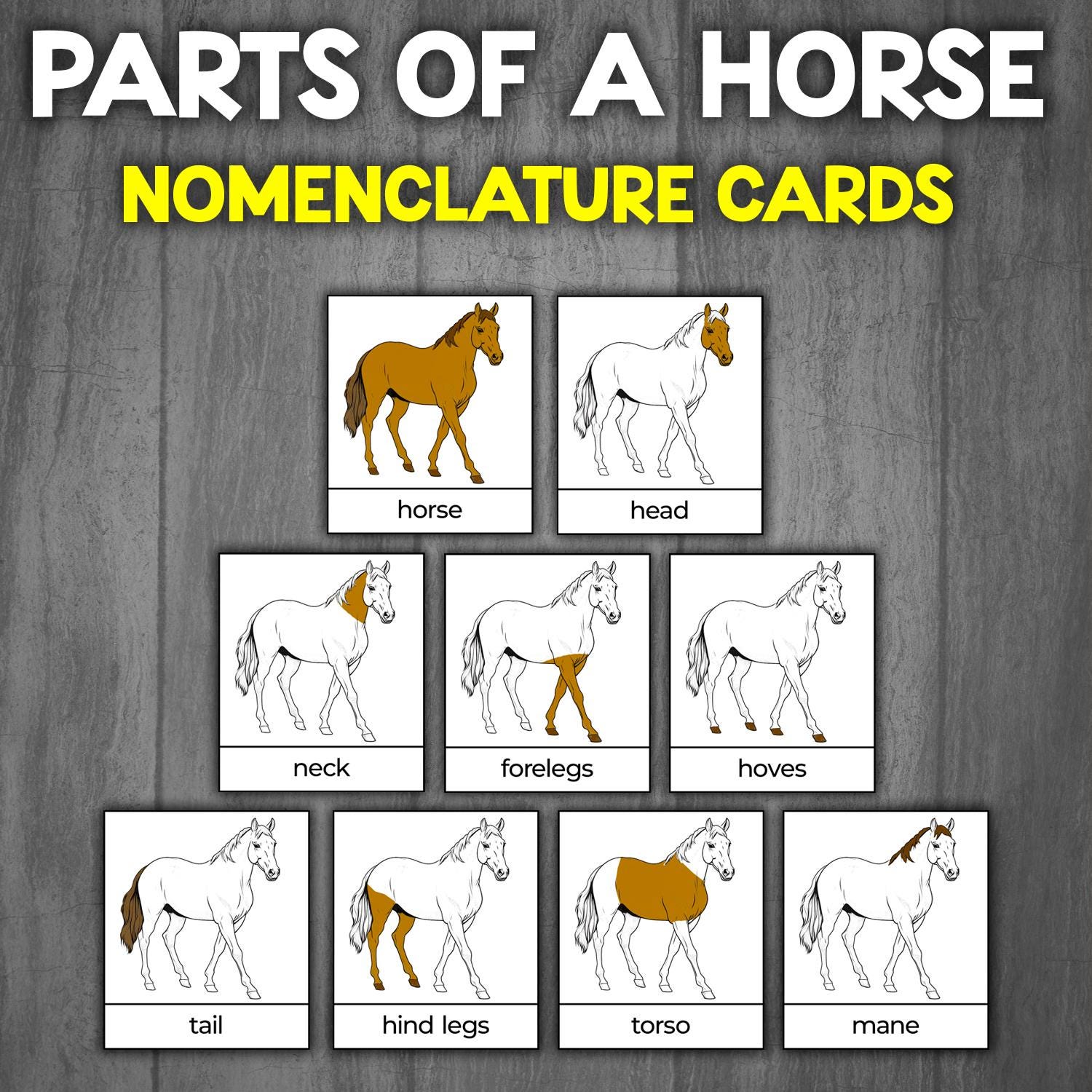 Parts of a Horse 3-part Cards | Montessori Nomenclature | Horse Anatomy ...