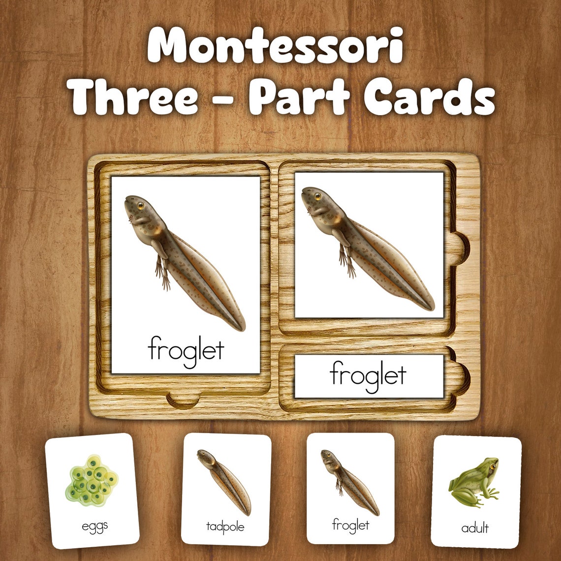 Frog Life Cycle Craft spinning Wheel Frog Life Cycle Flashcards ...