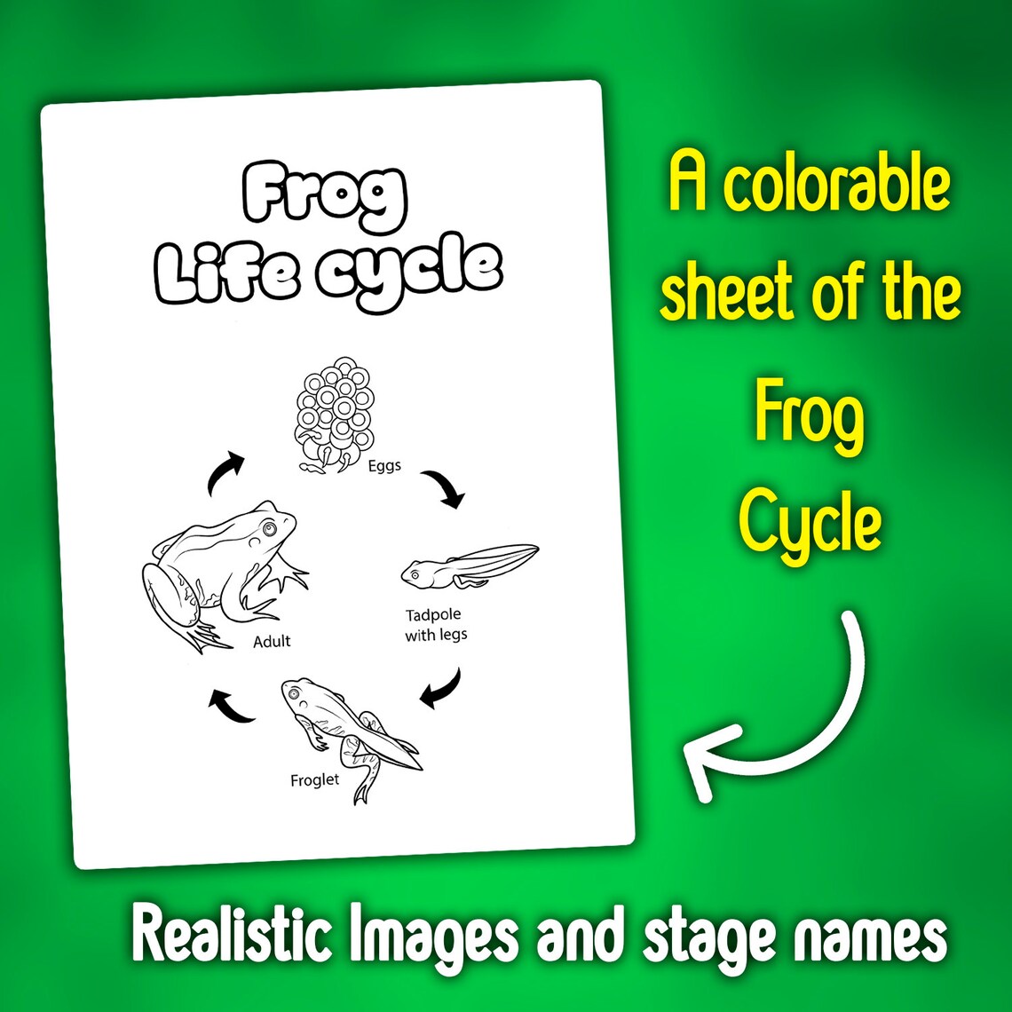 Frog Life Cycle Coloring Pages | Life Cycle of the Frog | Frog Life ...