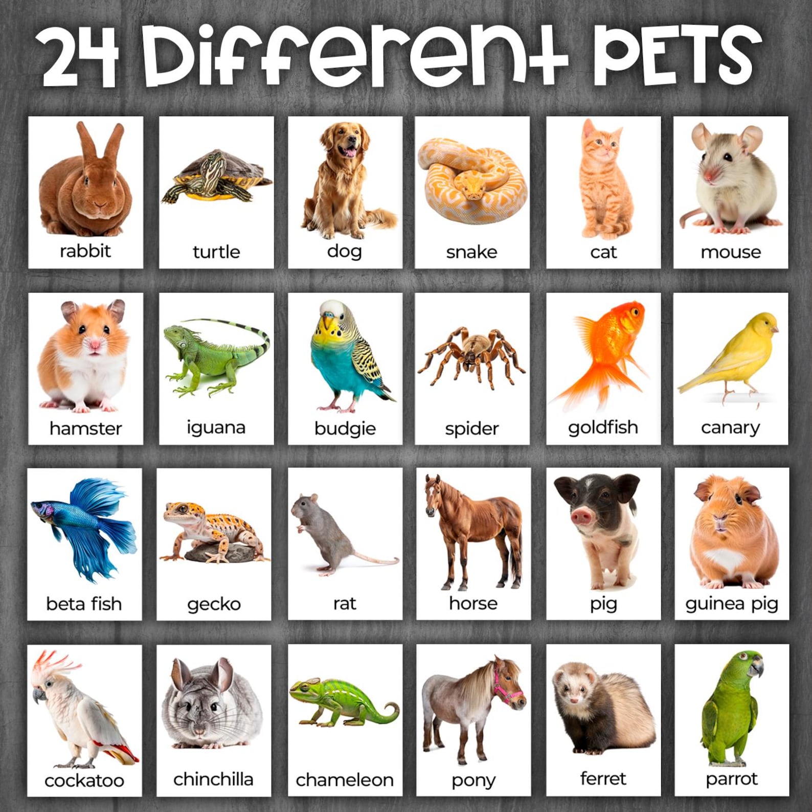 Pets Flashcards Real Pictures Montessori 3-part Cards Pets & Animals ...