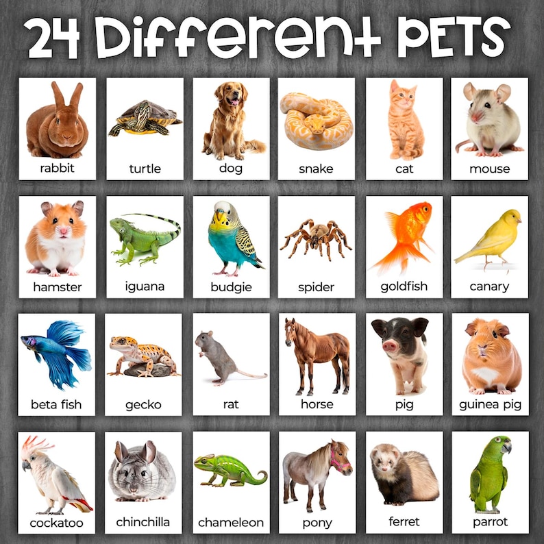 Pets Flashcards Real Pictures Montessori 3-part Cards Pets & Animals ...