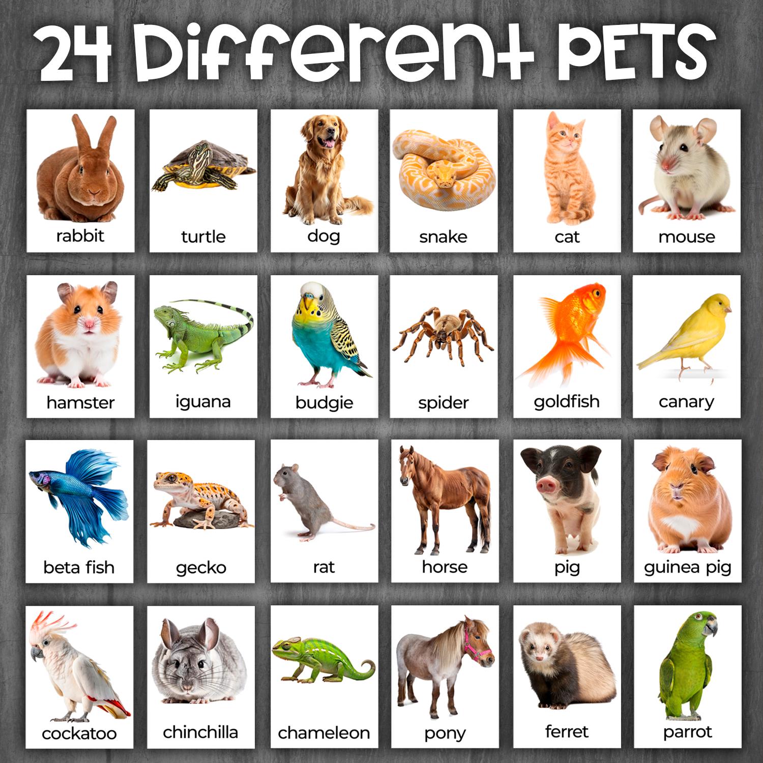 Pets Flashcards Real Pictures Montessori 3-part Cards Pets & Animals ...