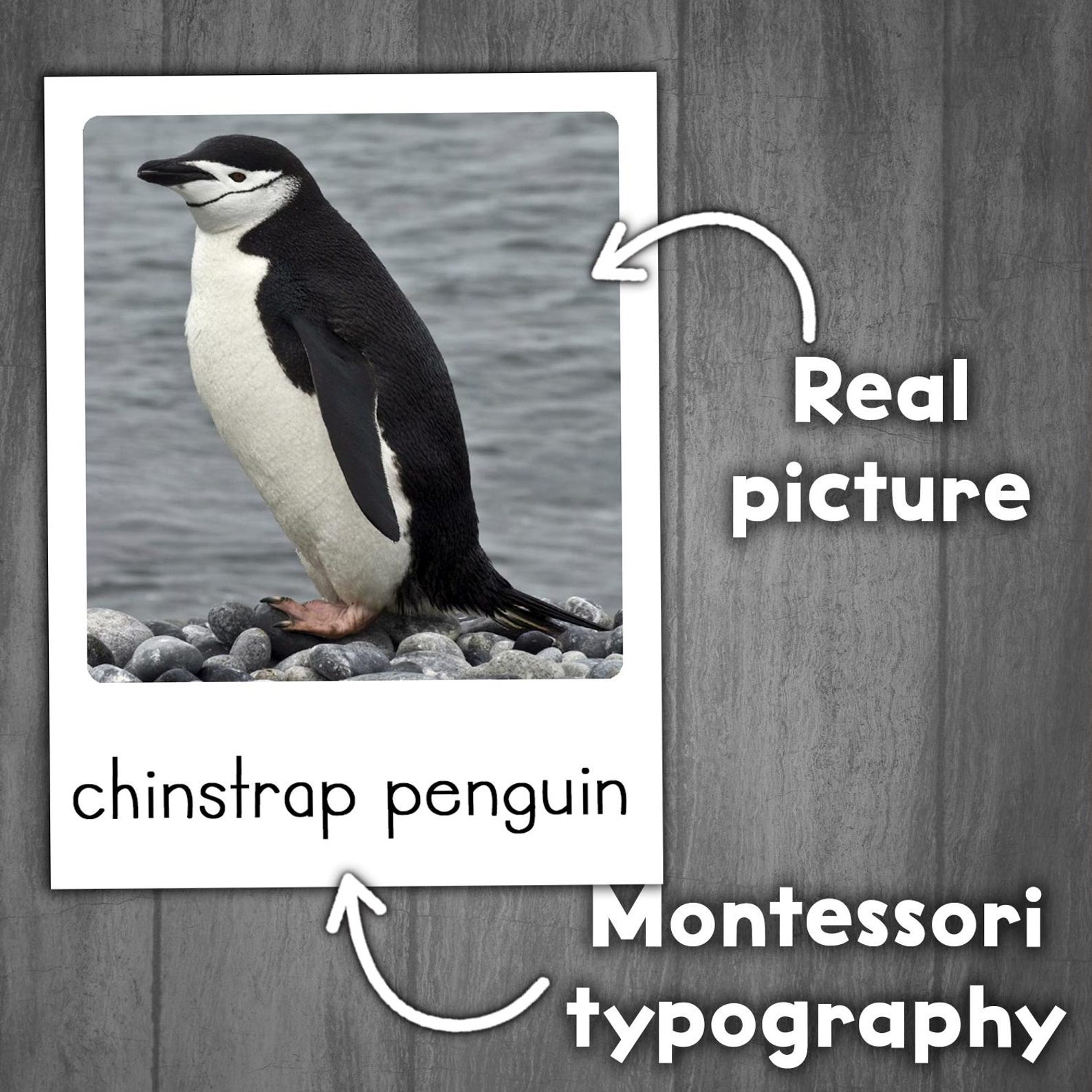 Types of Penguins Flashcards | Real Pictures | Montessori 3-part Cards ...
