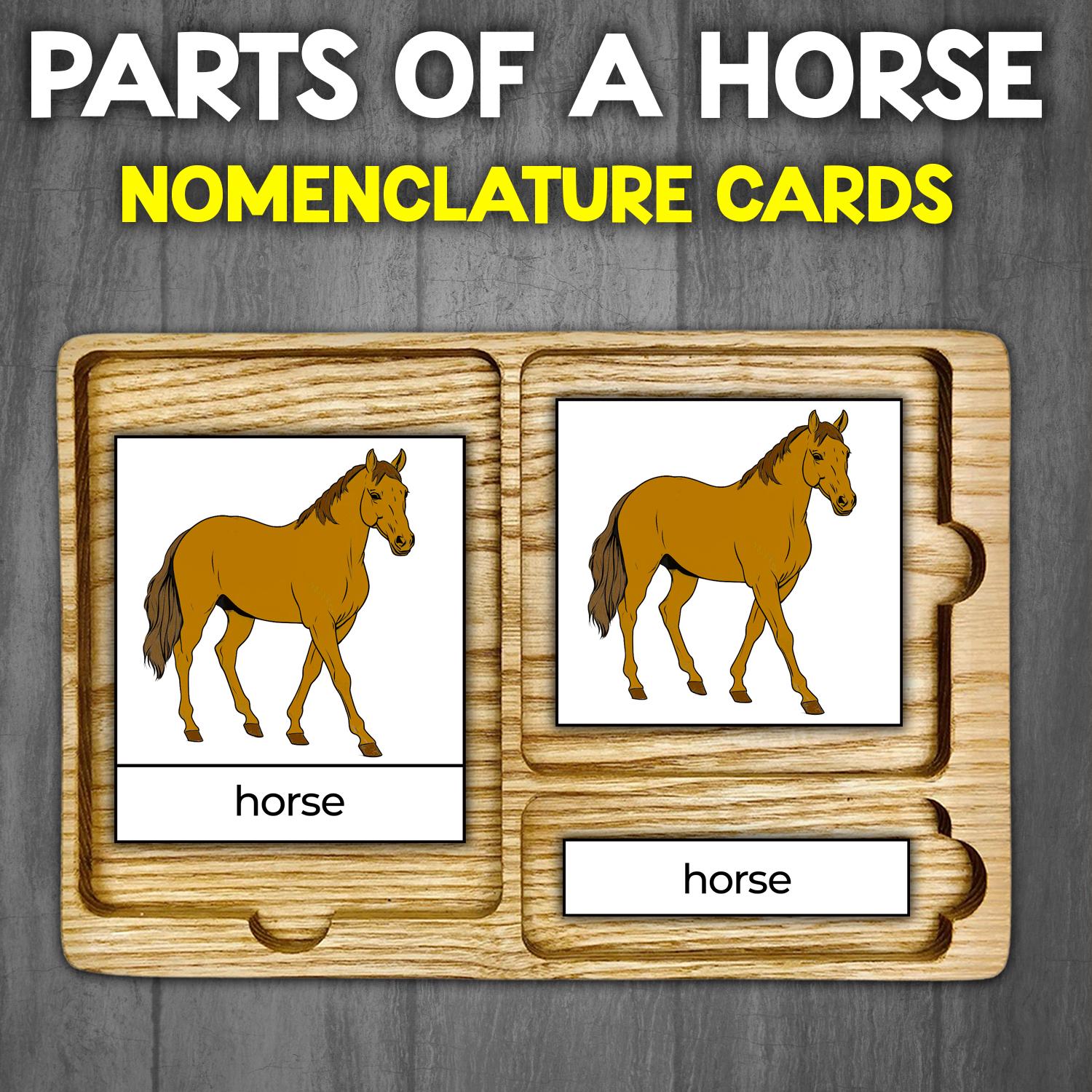 Parts of a Horse 3-part Cards | Montessori Nomenclature | Horse Anatomy ...