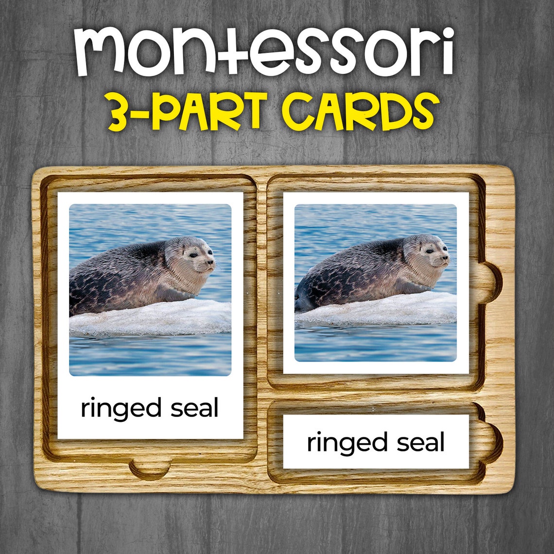 Arctic Animals Flashcards | Montessori 3-part Cards | Real Pictures ...