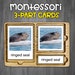 Arctic Animals Flashcards | Montessori 3-part Cards | Real Pictures ...