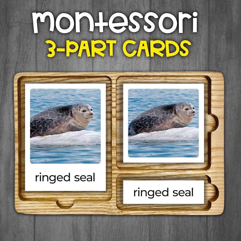 Arctic Animals Flashcards | Montessori 3-part Cards | Real Pictures ...