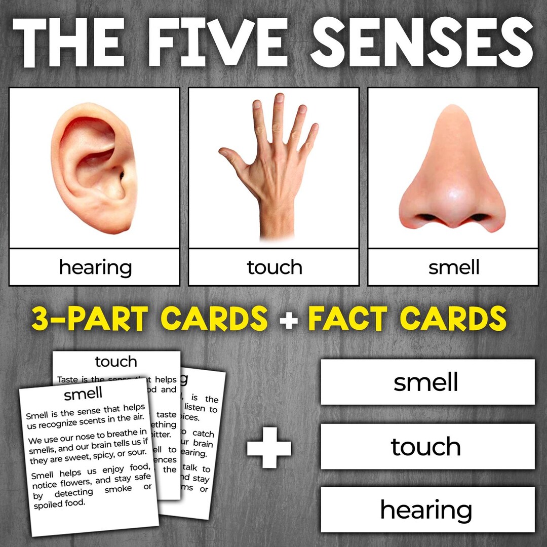 Five Senses 3-part Cards | Five Senses Montessori Activity | 5 Senses ...