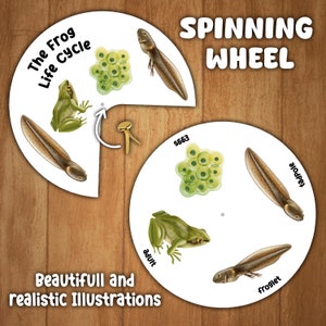 Frog Life Cycle Craft spinning Wheel Frog Life Cycle Flashcards ...
