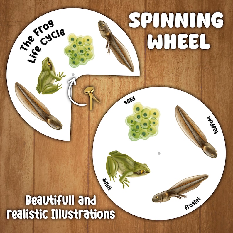 Frog Life Cycle Craft spinning Wheel Frog Life Cycle Flashcards ...