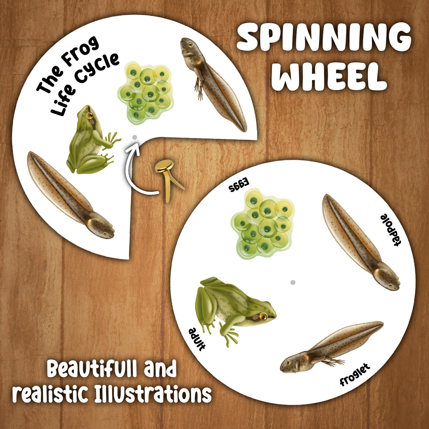 Frog Life Cycle Craft spinning Wheel Frog Life Cycle Flashcards ...