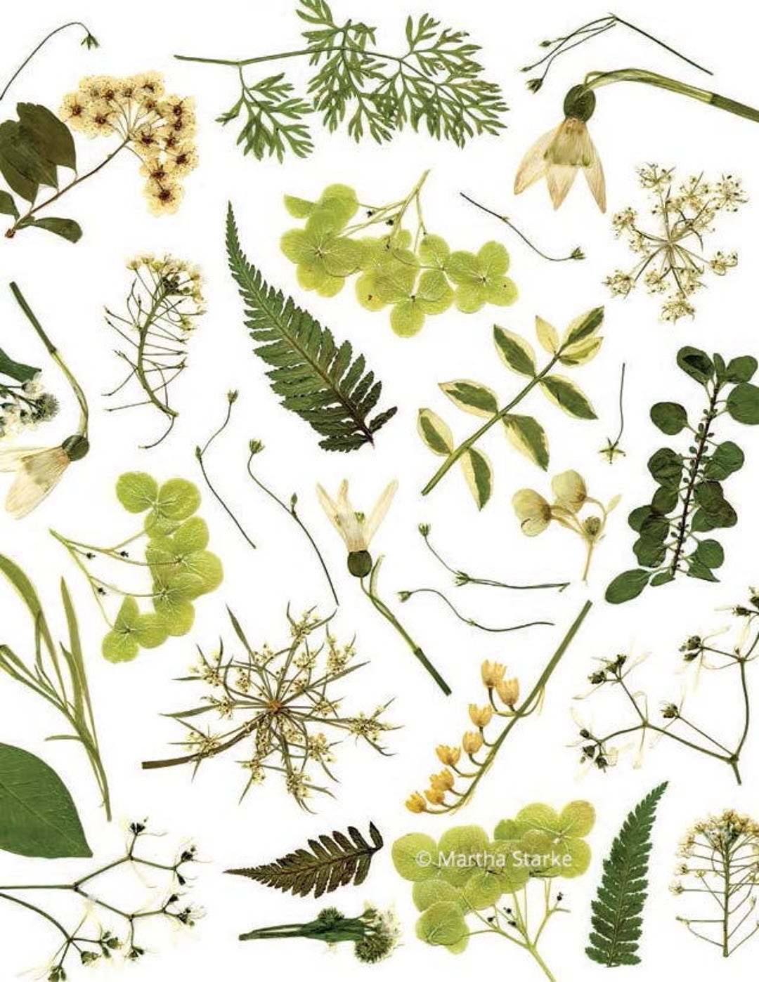 SPRING - Botanical Notecard Print of Flowers, Ferns and Herbs From ...