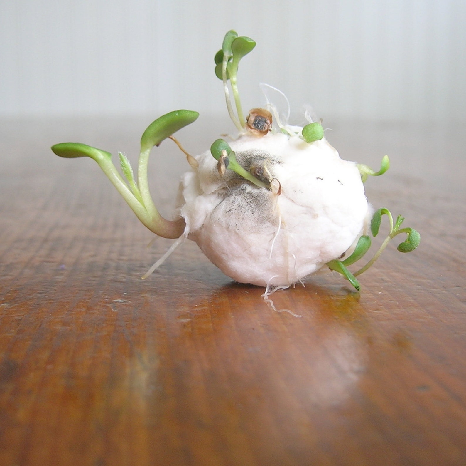 Seed Bomb & Paper Tag Tutorial: DIY Wedding Favors (two Pdfs) - Etsy Canada