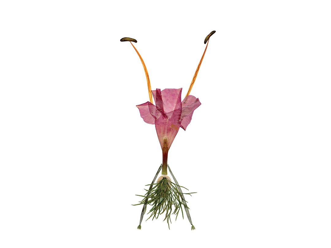 Botanical Art Notecard: Cartwheeling Petal Person Print - Garden ...