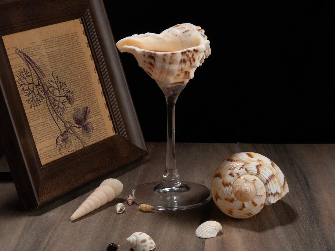 Shell Martini Glasses, Shell Wine Glasses, Cocktail Glasses, Decorative ...