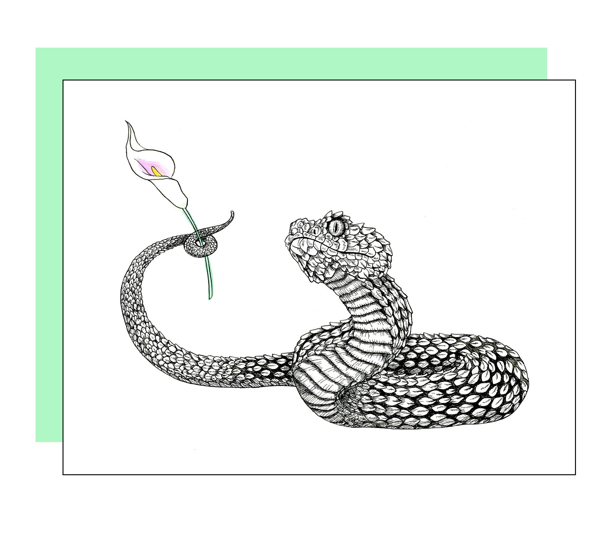 Bush Viper Drawing